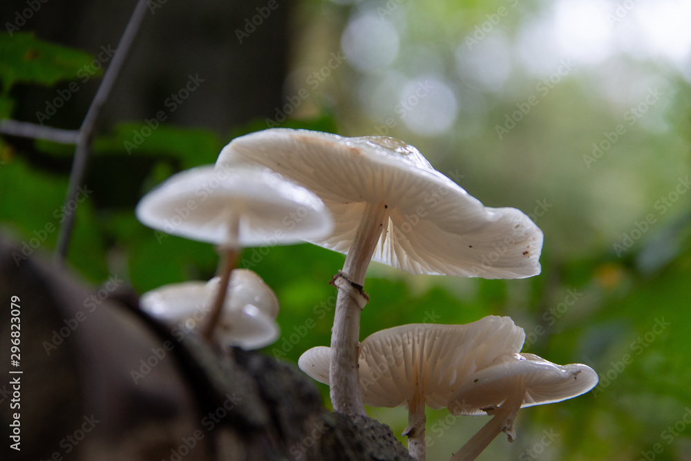 Stockfoto Porcelain Mushroom slimy wood-rot fungus and is strongly tied ...