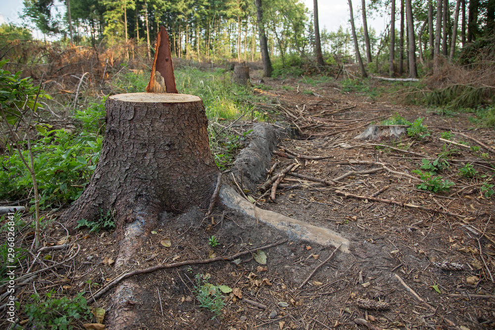 Foto de tree stumps and felled forest. Deforested area in a forest with ...