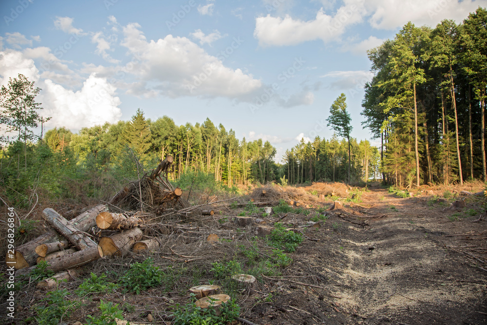 tree stumps and felled forest. Deforested area in a forest with cutted ...