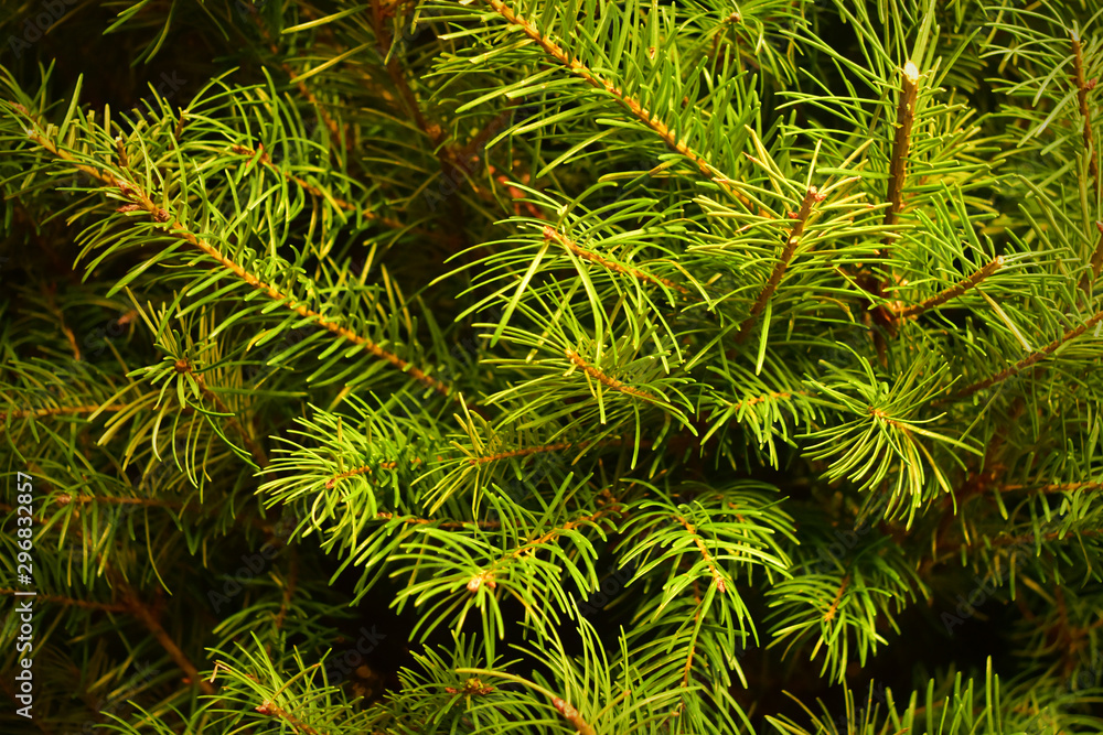 Christmas Tree Texture
