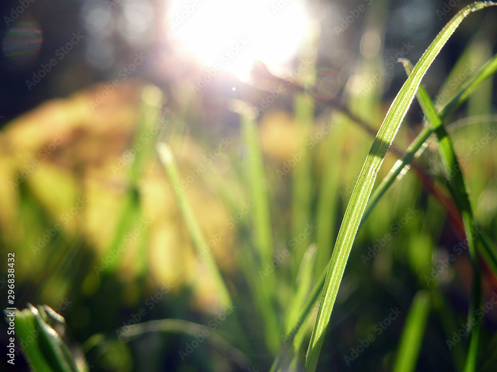 Grass Blade Close Up