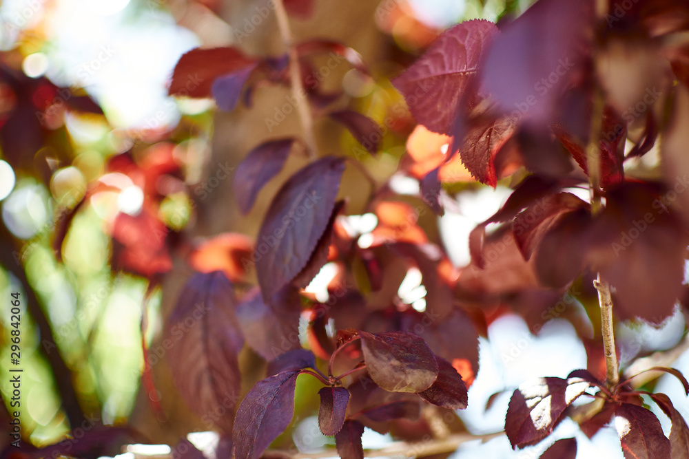 Red Cherry Tree Leaves