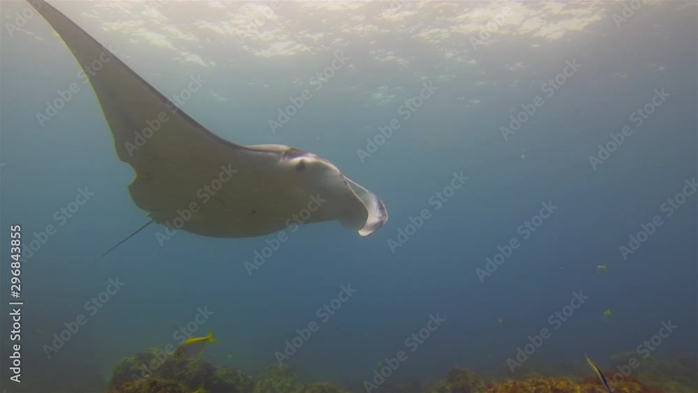 Manta Ray Swimming Close Up With Shark Bite Mark In Wings. Big Ray Or ...