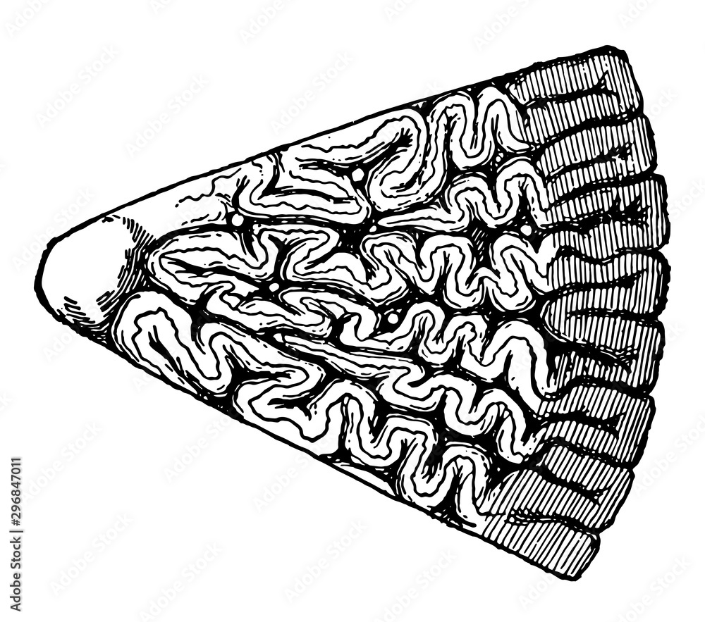 Section of Tooth of Typical Labyrinthodont, vintage illustration. Stock ...