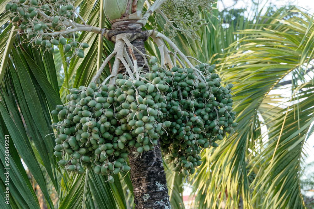 Fotka „Grappes de fruits verts en maturation du palmier Noël en Guyane ...