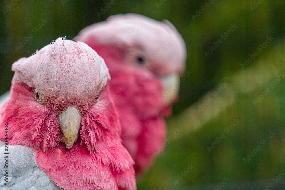 Close up low angle view of Pink and White Galah Galahs showing head ...