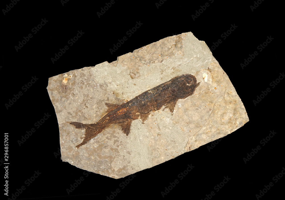 Fish Fossil (Lycoptera davidi) from Liaoxi, Liaoning province China ...