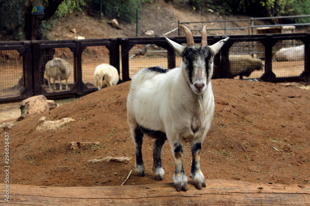 British Alpine Goat