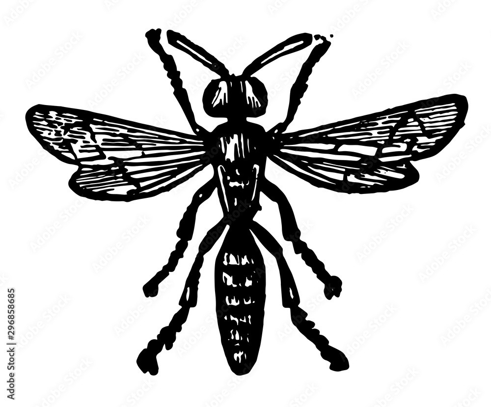 Philanthus Triangulum vintage illustration. Stock Vector | Adobe Stock