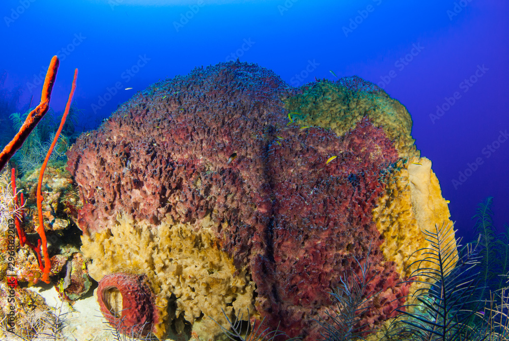A gigantic barrel sponge thatt has taken centuries to grow has caught a ...