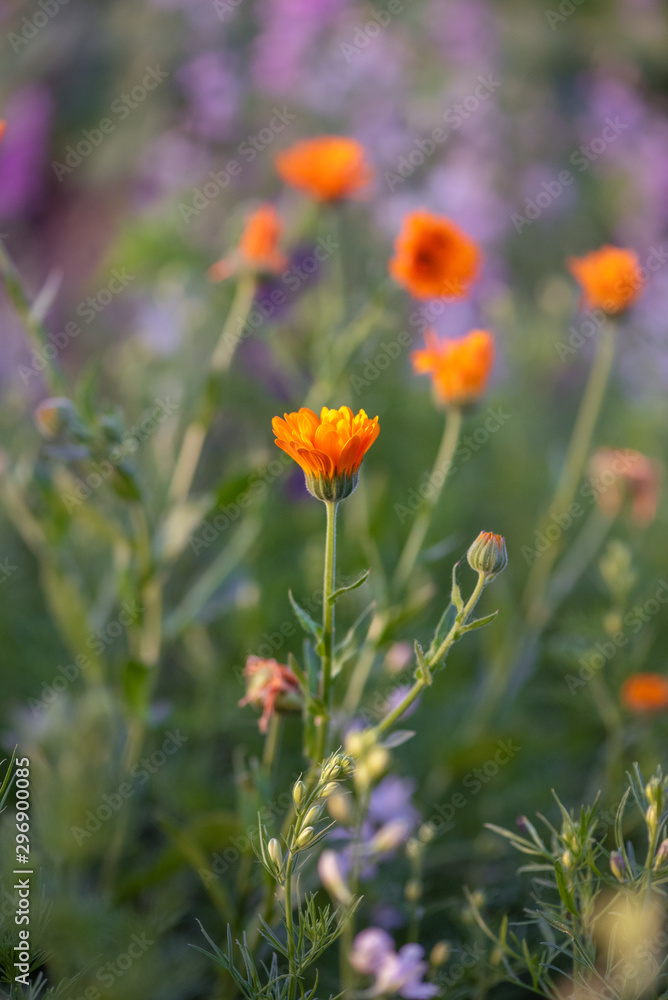 Purple Calendula Flower