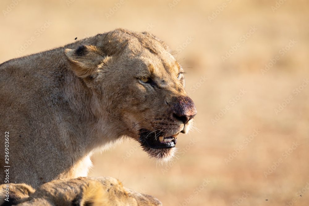 Angry and hungry lioness feed on the carcass of dead rhino Stock Photo ...