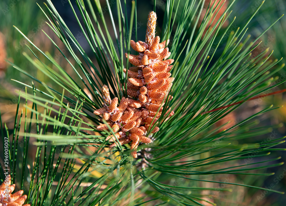 Red pine, pinus resinosa, norway pine, american red pine Stock Photo ...