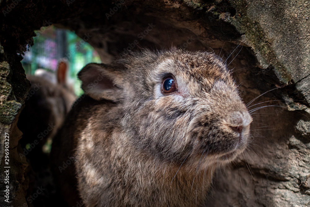 Cute Bunny Hiding in a Tunnel Stock Photo | Adobe Stock
