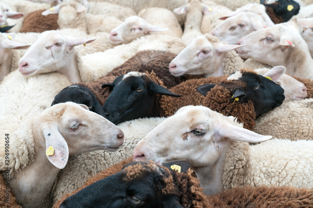 many sheep crowded together in a corral before being sheared Stock ...