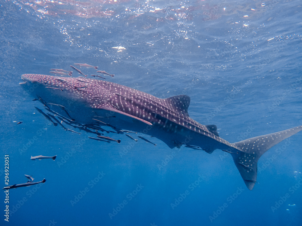 Whaleshark Stock Photo | Adobe Stock