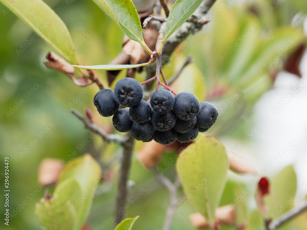 Aronia melanocarpa | Baies noires d'Aronia ou aronie ou sorbier noir ...