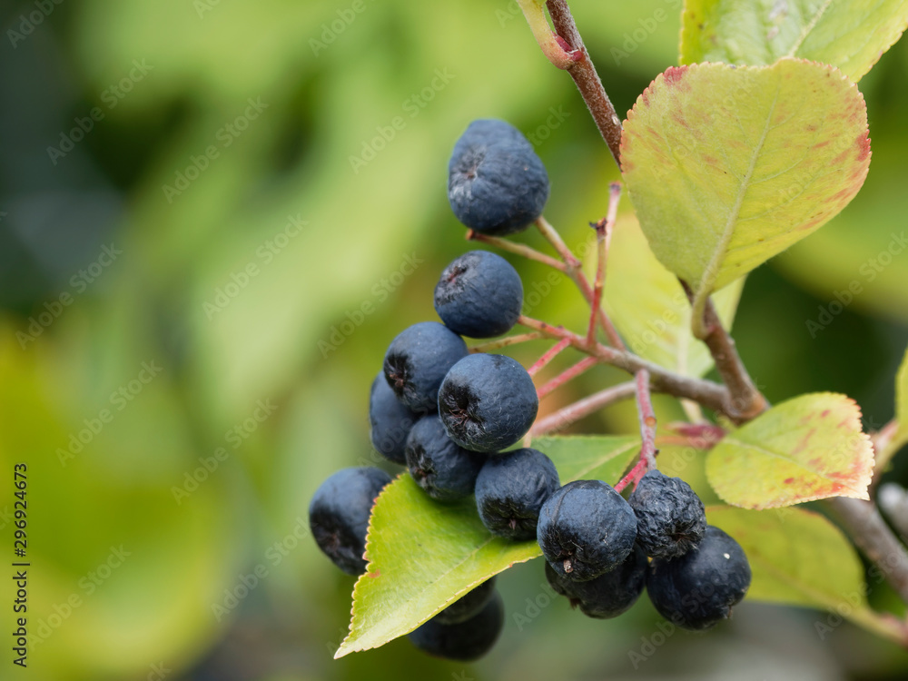 Aronia melanocarpa | Baies noires d'Aronia ou aronie ou sorbier noir ...