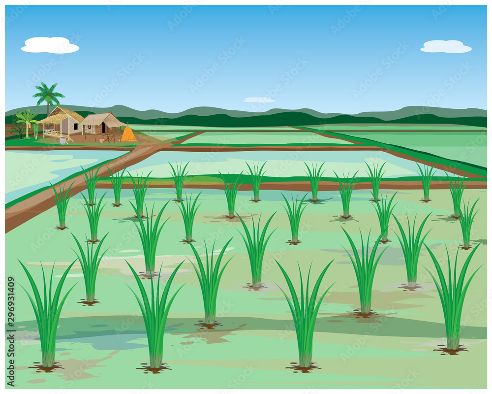 Rice Plant Clipart