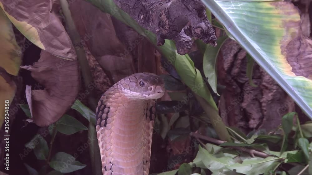 Zoom in on large King Cobra standing up and showing hood in rainforest ...