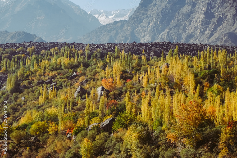 Colorful forest trees on Karakoram mountain range between skardu and ...
