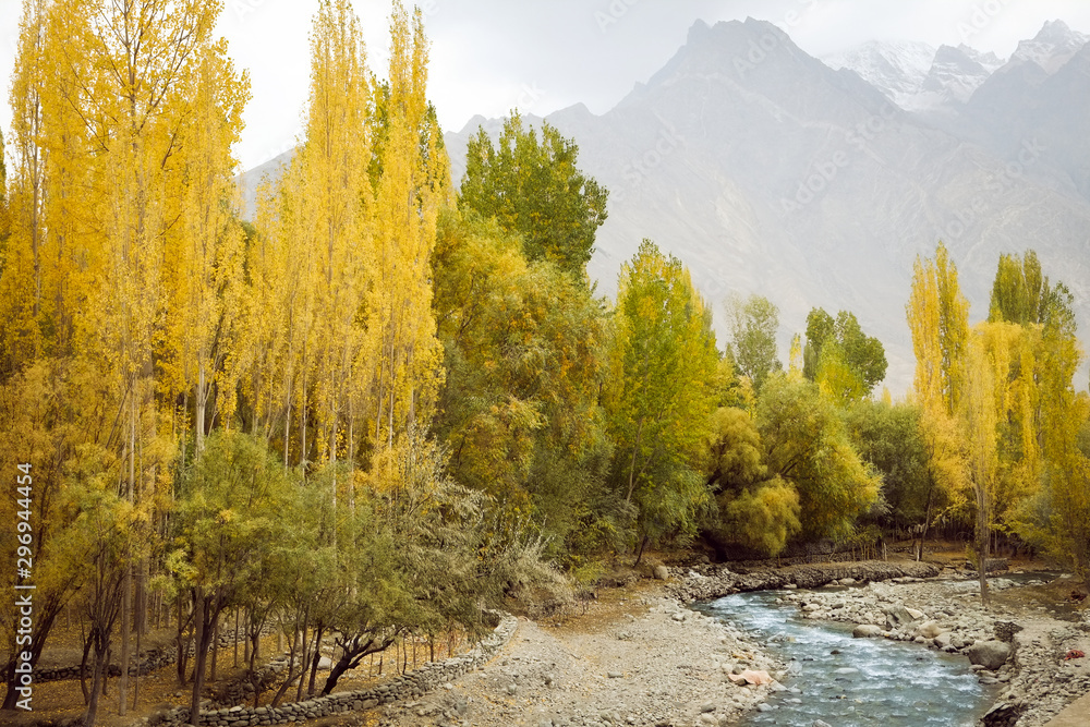 Nature landscape view of yellow leaves poplar trees in the forest with ...