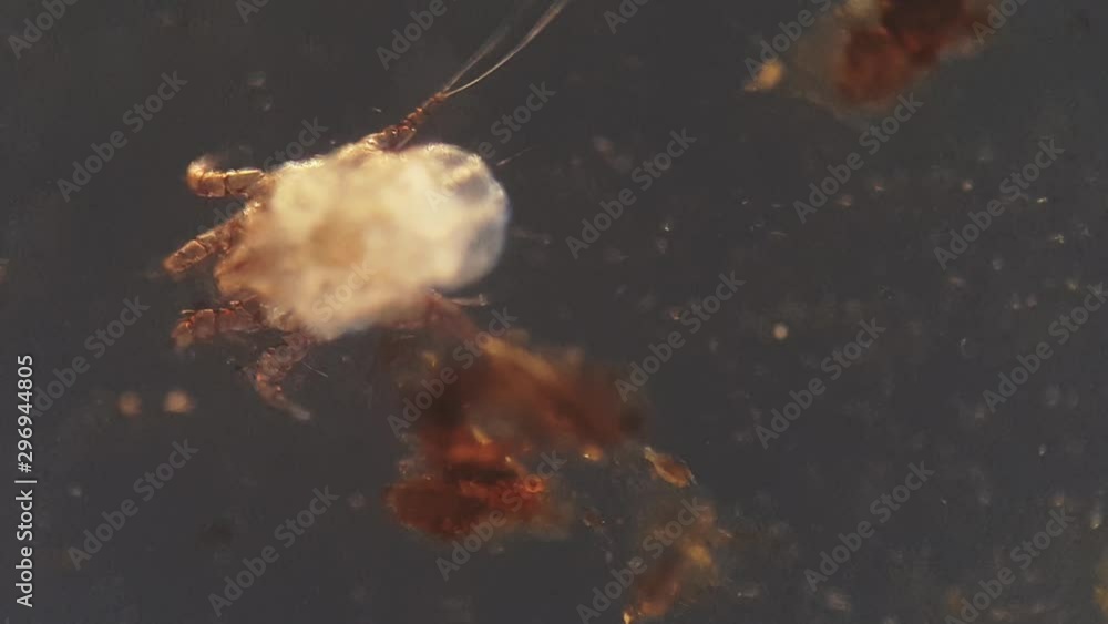 Vídeo do Stock: Otodectes cynotis, also known as an ear scabies. Ear ...