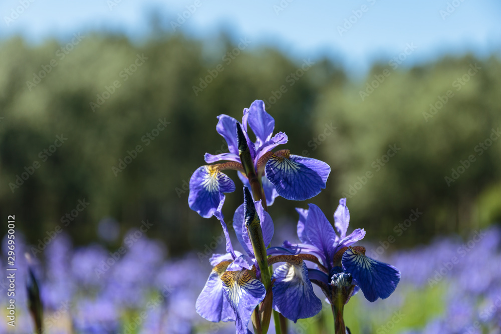 Siberian Iris on a flowerbed. The flower is named after the ancient ...