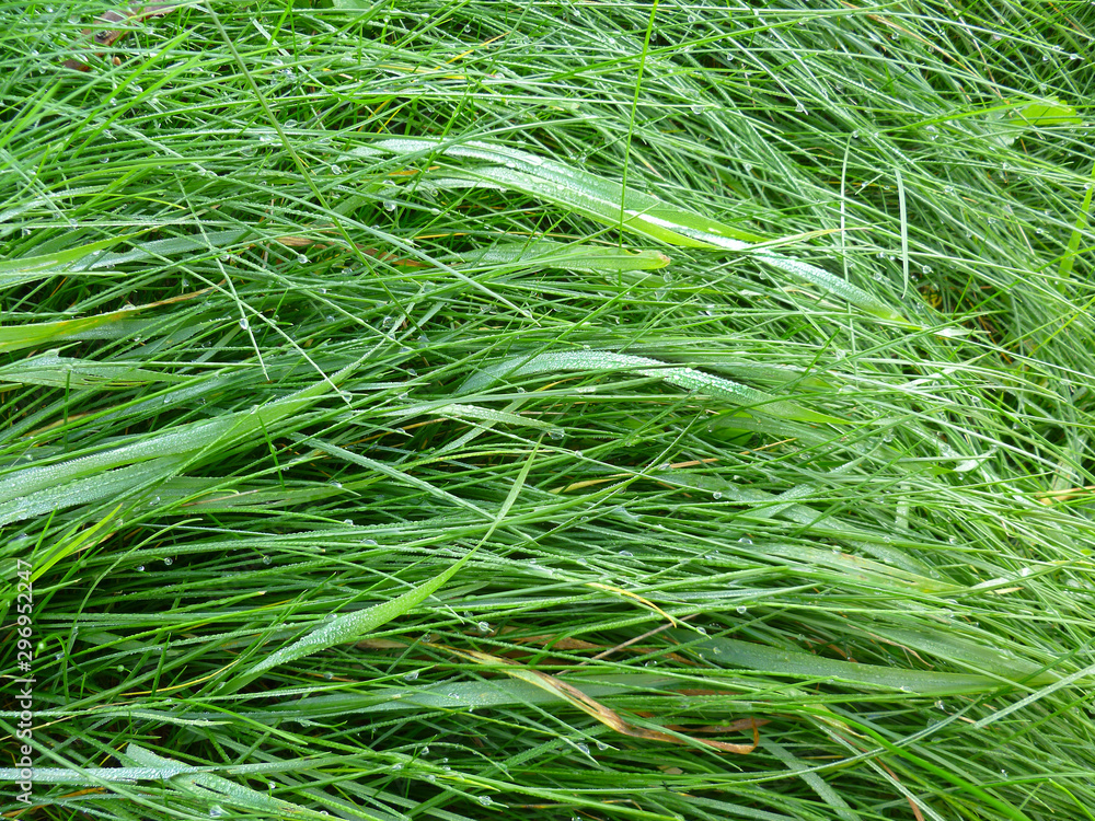 Texture of Elymus repens (wheatgrass, wheat grass, couch grass) in dew ...