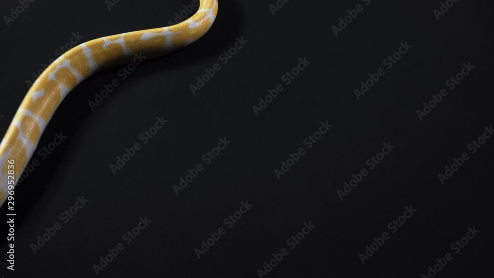 Albino ball python crawling from the left to right Stock Video | Adobe ...
