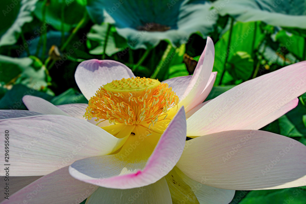 Seerosen / water lilies / Meer von Seerosen / Palmenmeer / Zoo Punta ...