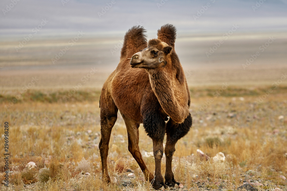 Poster Bactrian camel in the Gobi desert of Mongolia, beautiful closeup ...