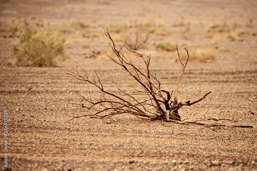 Plants In The Gobi Desert