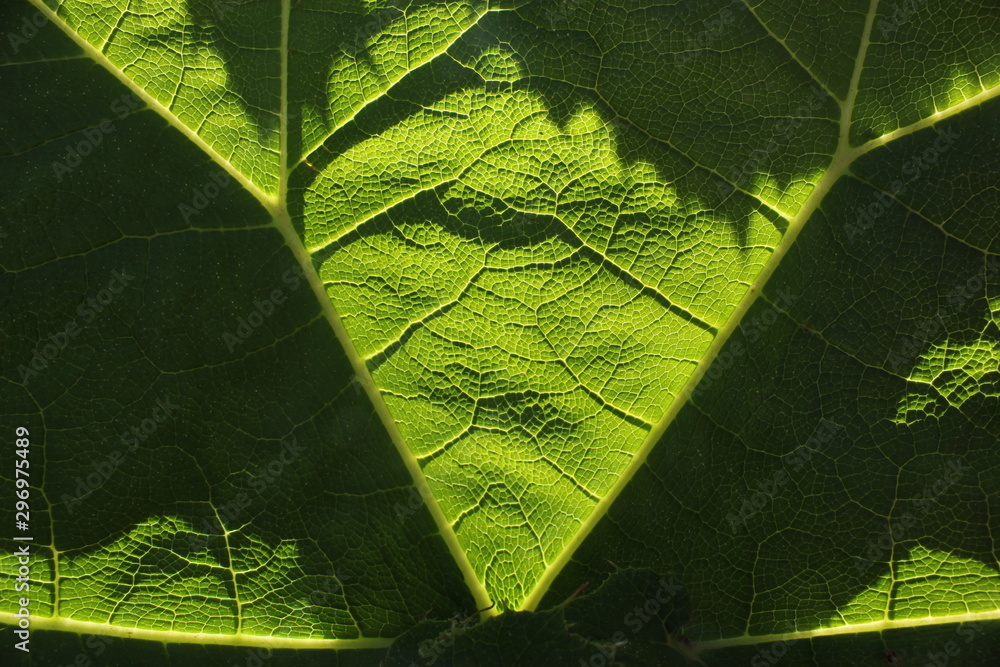 Natural triangle, enlightened by the sun. Leaf veins of a large plant ...