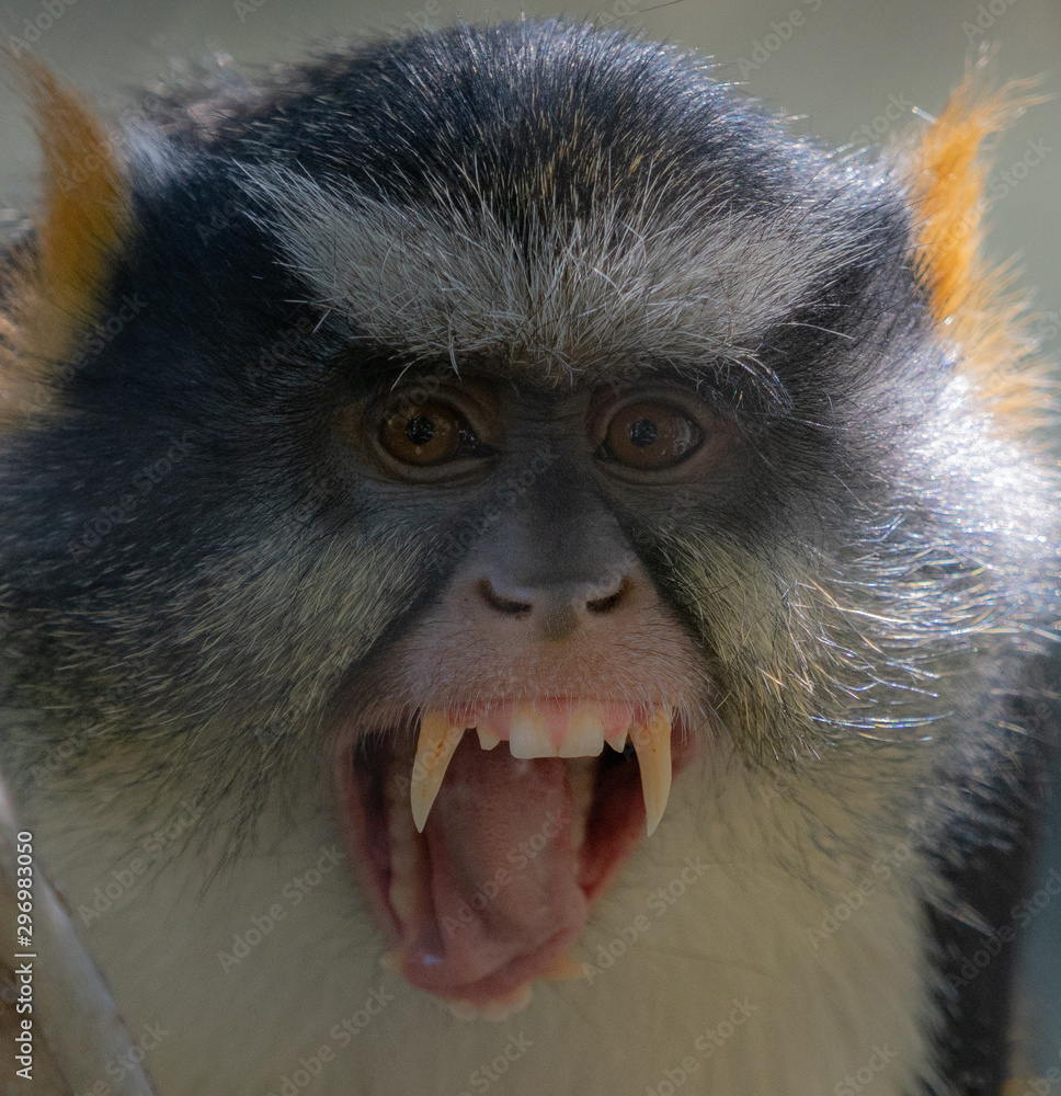 Scary Looking Monkey