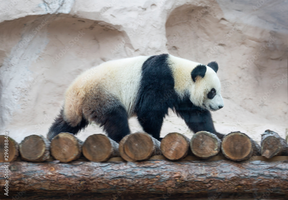 Giant Panda bear. It is a mammal of the bear family with a peculiar ...