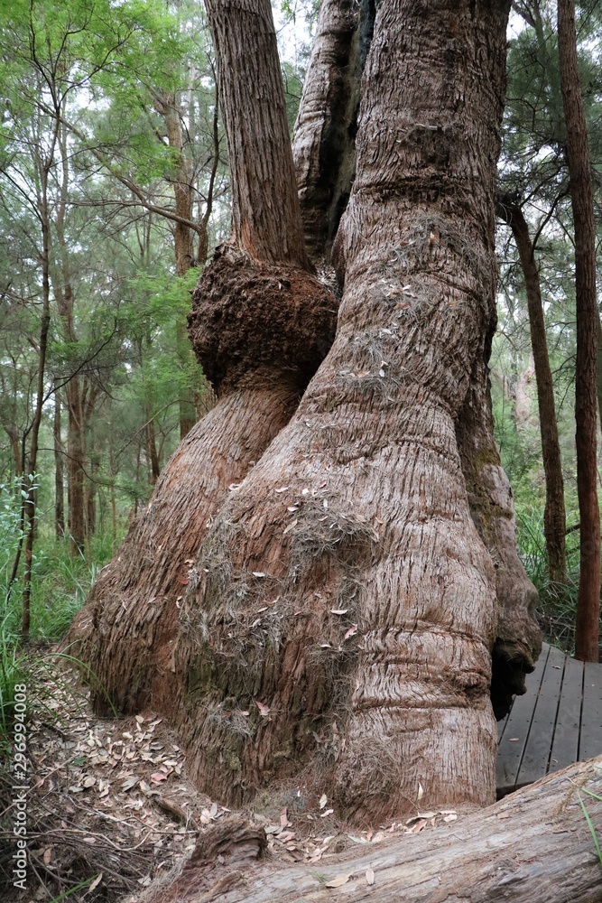 Valley of the Giants Tree Top Walk in Western Australia Stock Photo ...