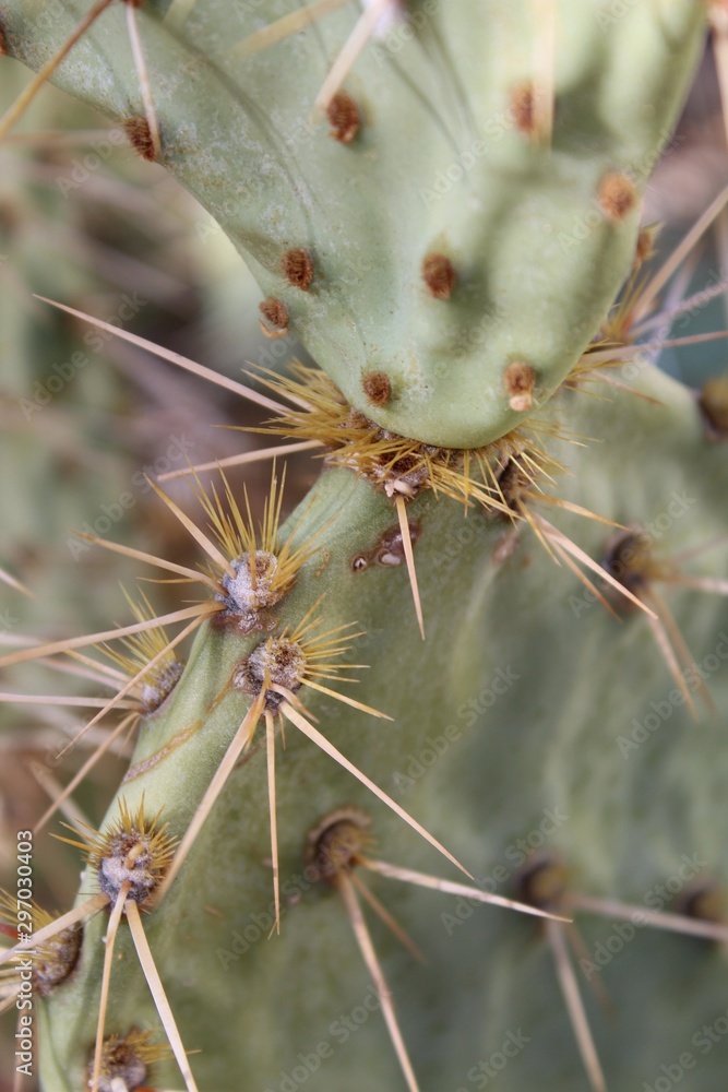 Afternoon rays of Southern Mojave Desert sun accentuate subtle spiny ...