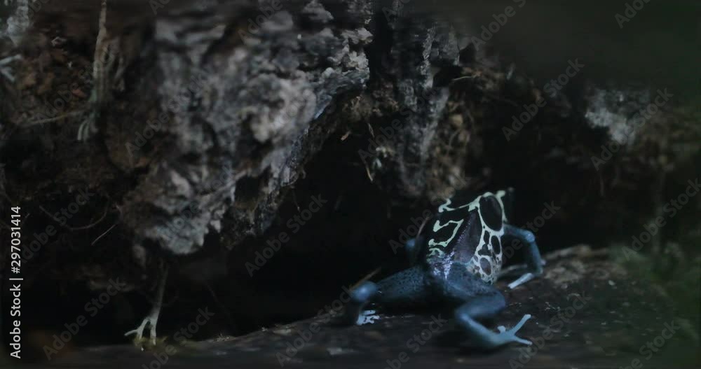 poisonous frog bright color entering the den, Poison dart frog dart ...
