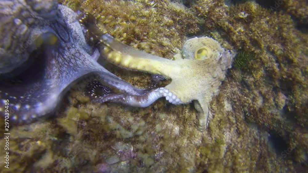 Octopus Fighting. Angry Pair Of Octopuses Attack. Annoyed Squid Octopi ...