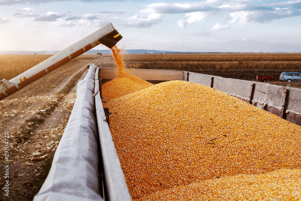 Machine for separating corn grains working on field and filling tractor ...