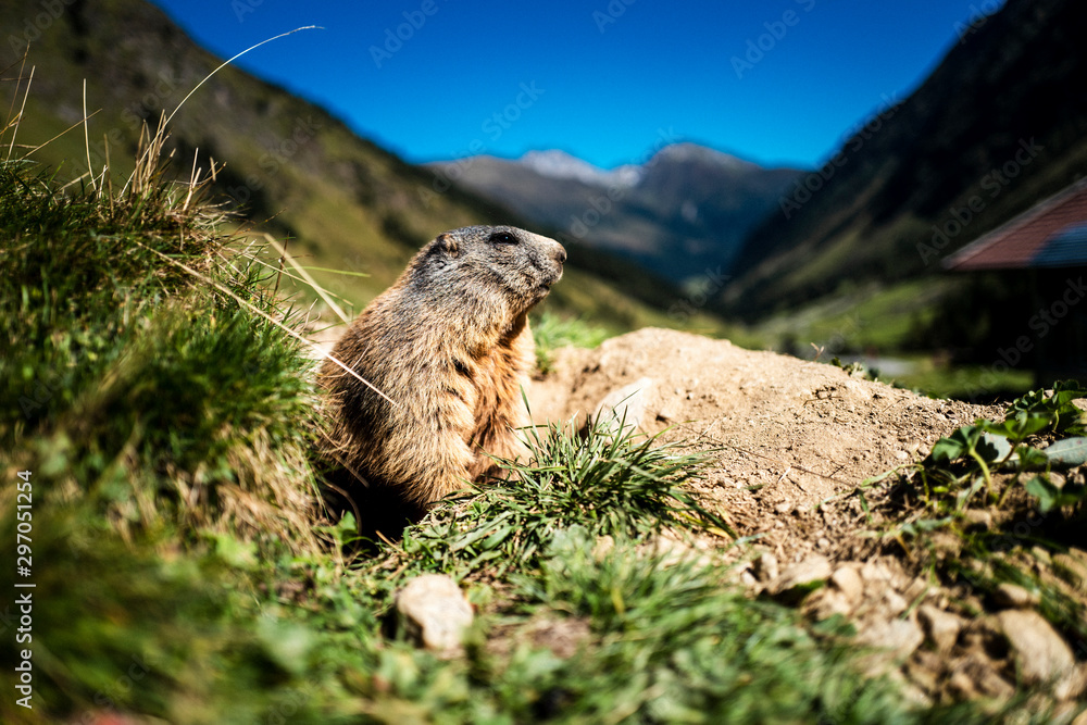 Murmeltier Stock Photo | Adobe Stock