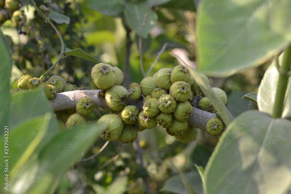 A branch of a Ficus racemosa ( Ficus glomerate Roxb) popularly known as ...