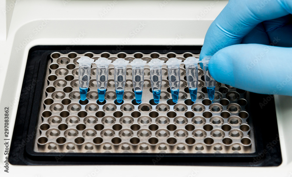 A researcher put a strip of 8 PCR tubes on the thermal cycler for DNA ...