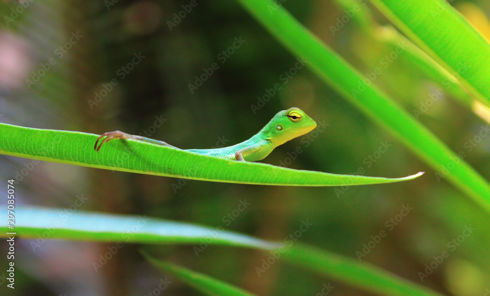 The color picker - a green baby chameleon sitting on a leaf Stock Photo ...