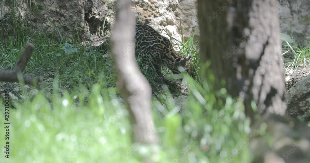 Ocelot (Leopardus pardalis), Wild Cat puppy playing in front of the den ...