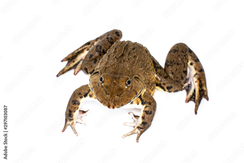 Image of Chinese edible frog, East Asian bullfrog, Taiwanese frog ...