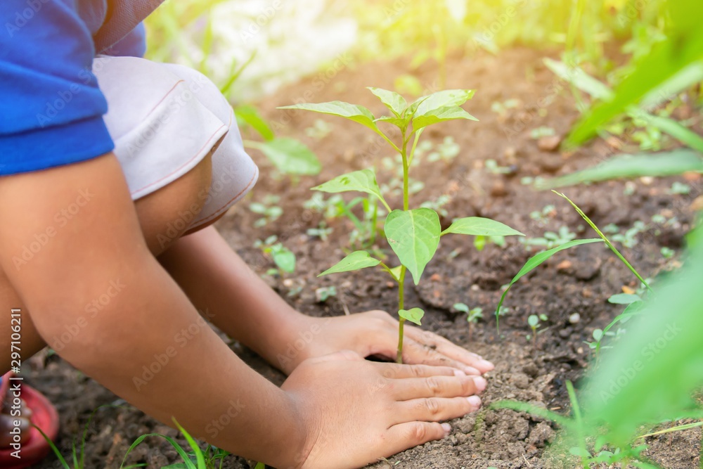The hands of child are planting and caring for a little trees. Stock ...