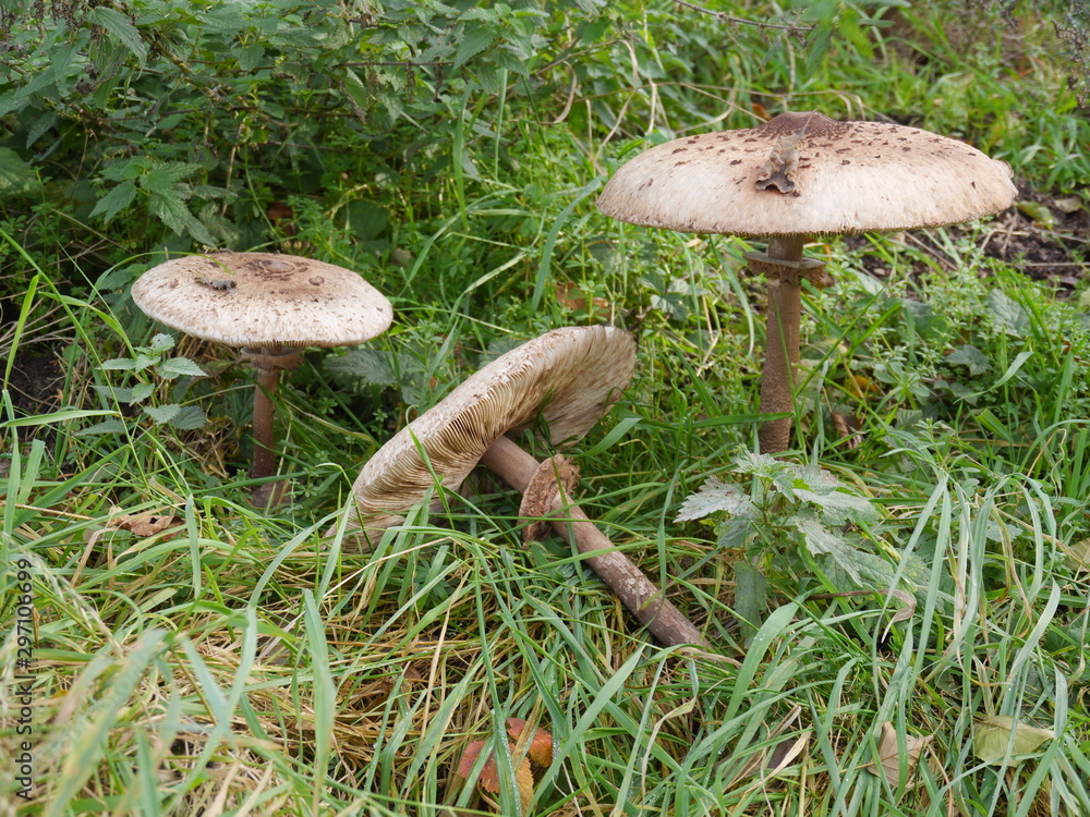 Foto de Three parasol mushrooms [Macrolepiota procera] on a grass land ...