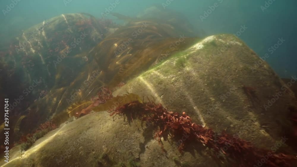 Seals underwater of Sea of Okhotsk. Family of northern sea lion marine ...